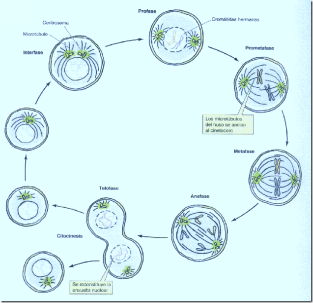 Fases de la Mitosis - Ciencia Explicada